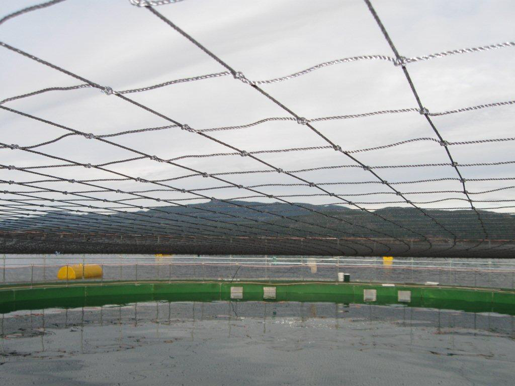 Predator control netting - Weihai Huaxing Nets Co Ltd
